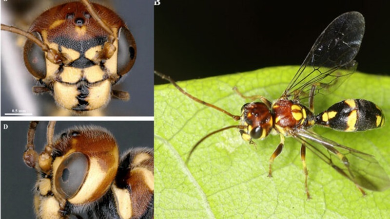 Malayali research team discovers new species of wasp that helps in pest ...